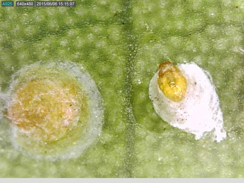 coconut-scale - Living Oceans FoundationLiving Oceans Foundation