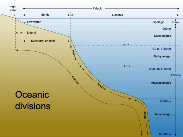 DeepSeaDiagram - Living Oceans FoundationLiving Oceans Foundation